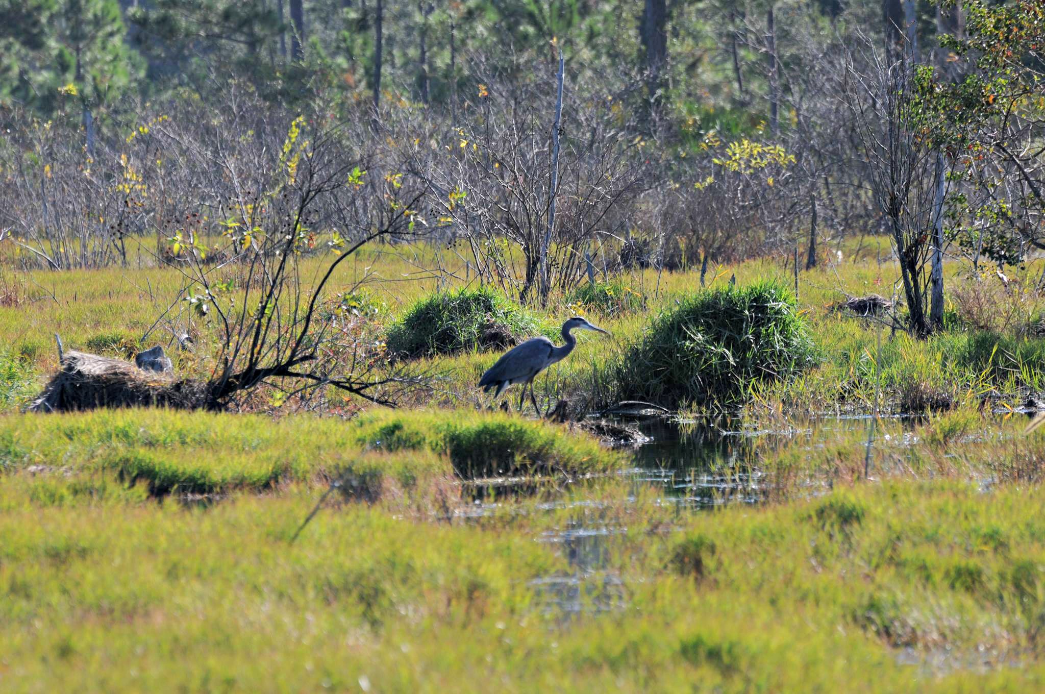 Bon Secour Nature Walks Explore the Alabama Gulf Coast
