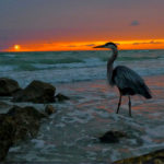 Birds of the Gulf Coast