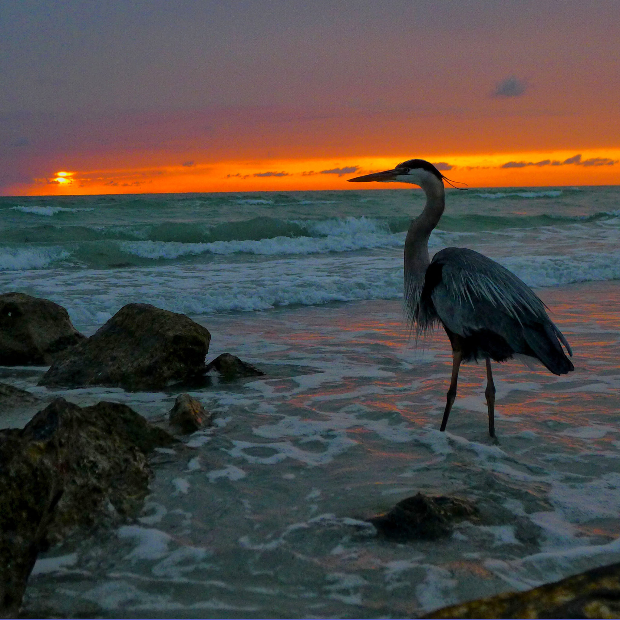 Birds of the Gulf Coast